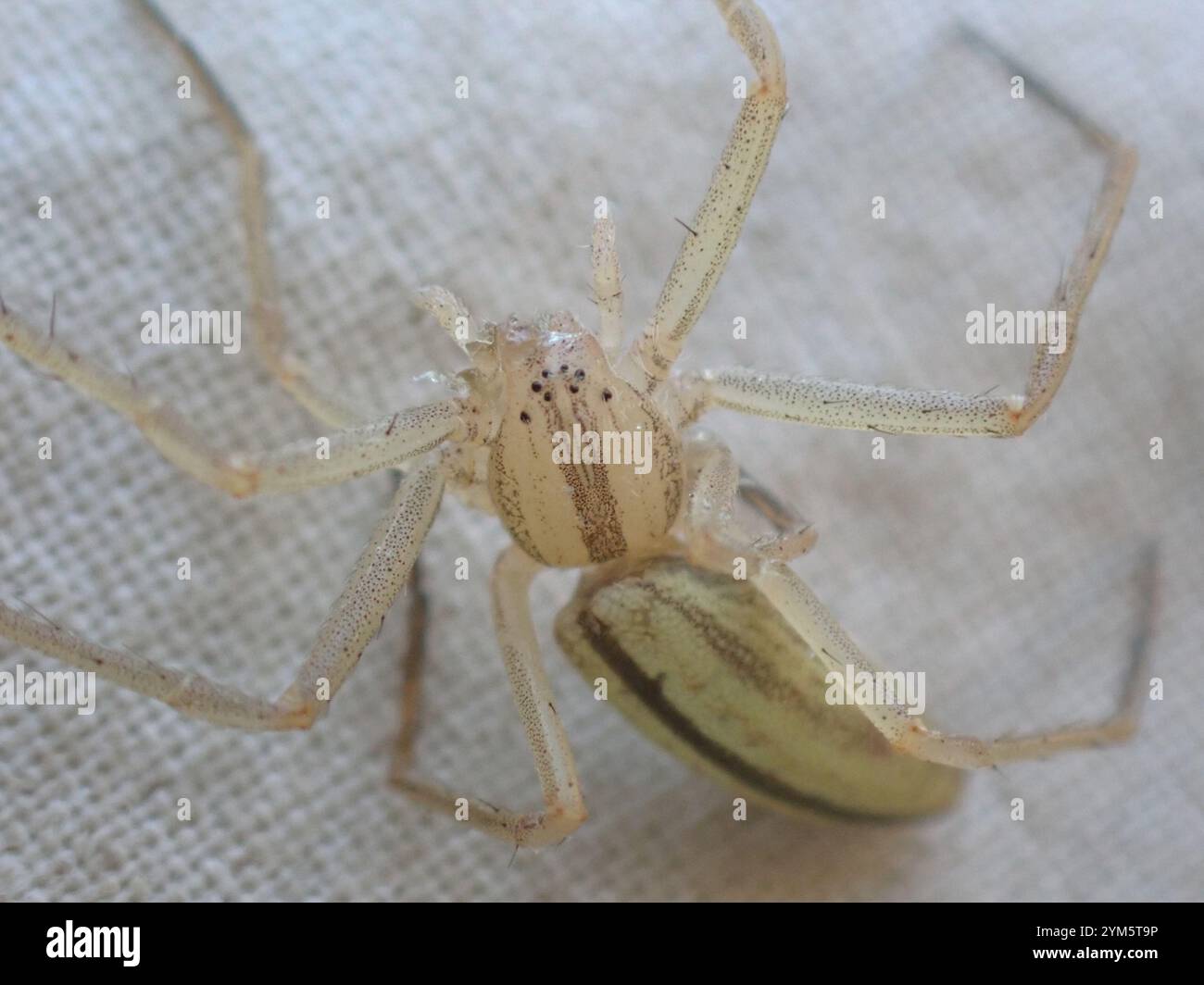 Slender crab spiders hi-res stock photography and images - Alamy