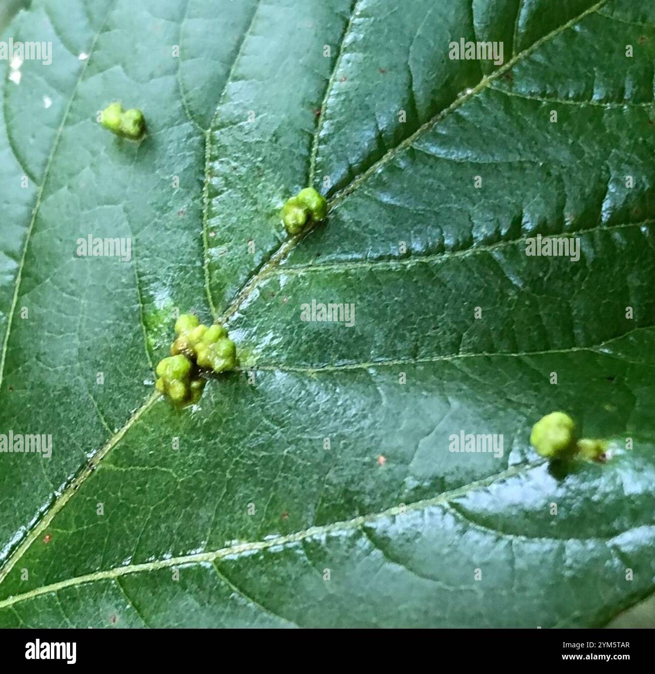 box elder pouch gall mite (Aceria negundi Stock Photo - Alamy