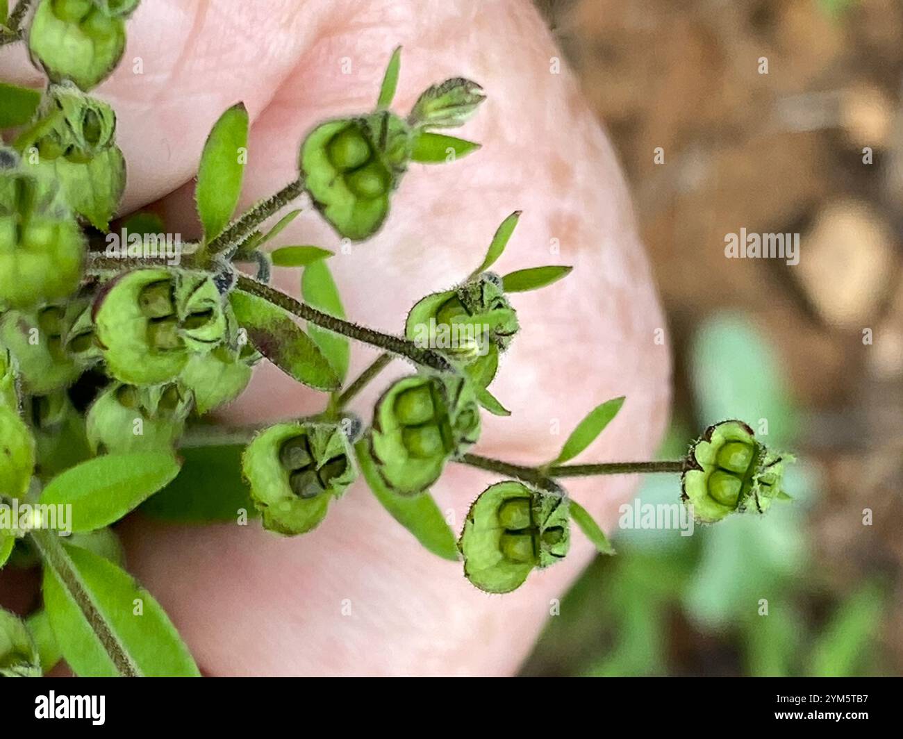 Blue Curls (Trichostema dichotomum Stock Photo - Alamy