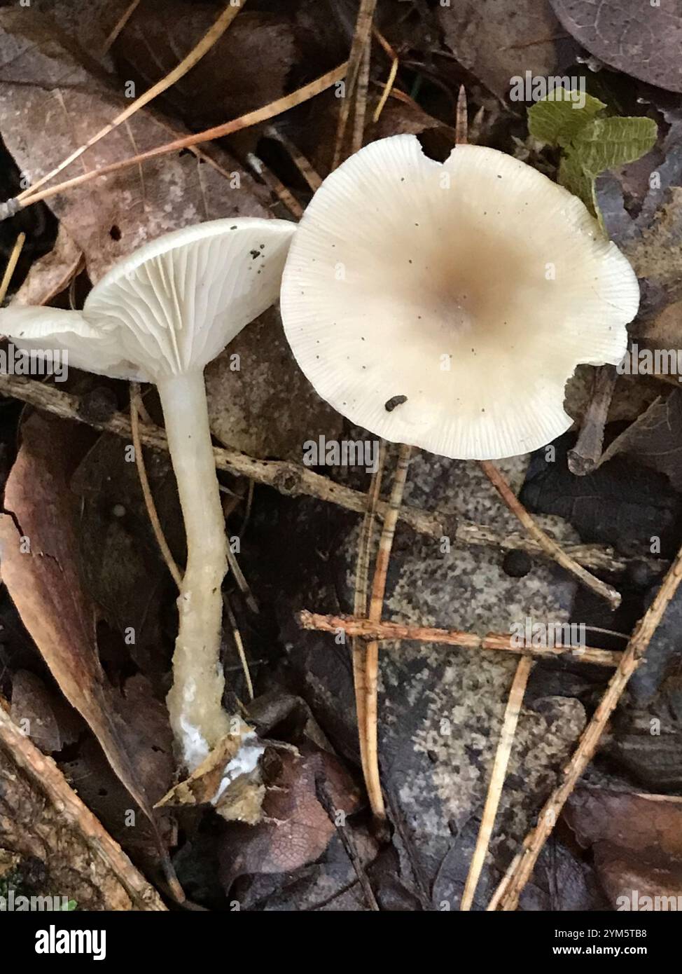 Fragrant Funnel (Clitocybe fragrans Stock Photo - Alamy
