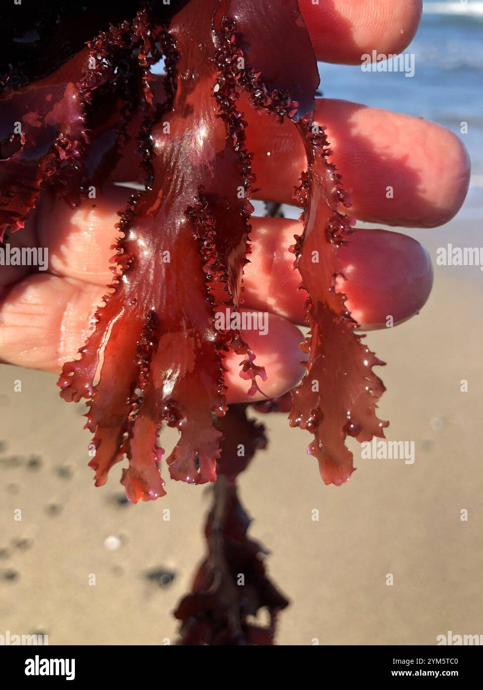 Grape Tongue (Cryptopleura ruprechtiana Stock Photo - Alamy