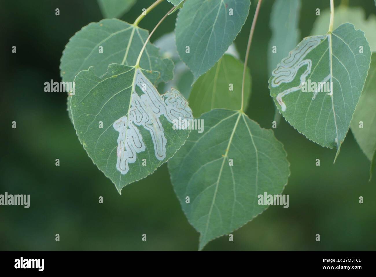 Aspen Serpentine Leafminer Moth (Phyllocnistis populiella Stock Photo ...