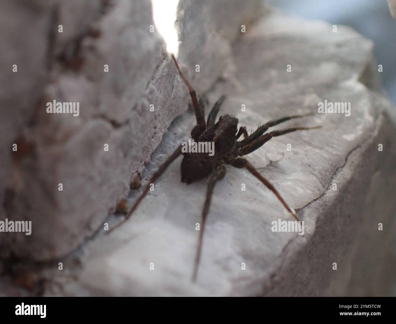 Thin-legged Wolf Spiders (Pardosa Stock Photo - Alamy