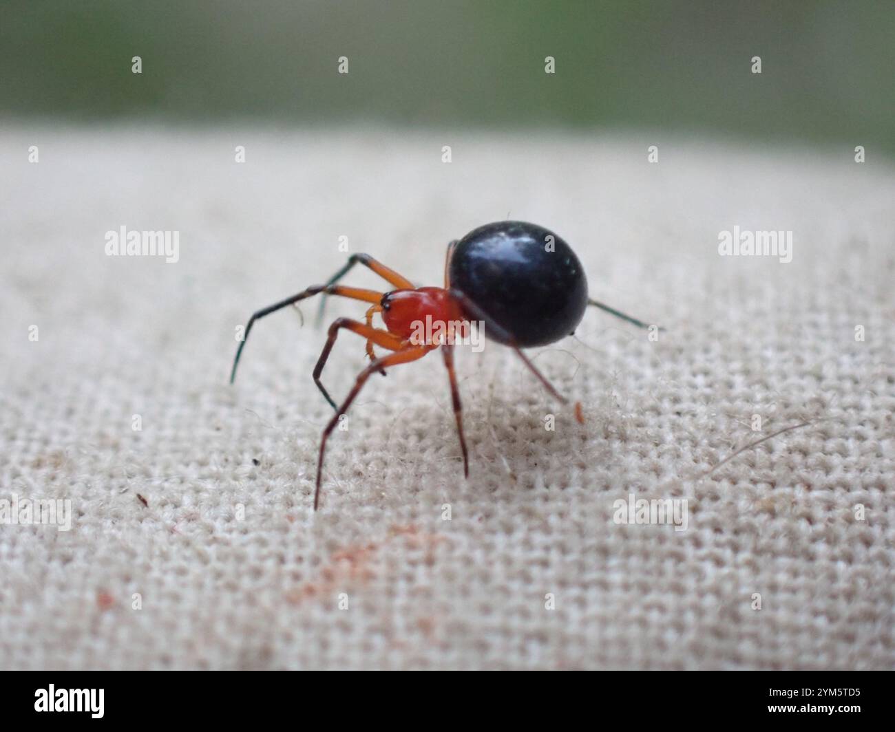 Sheetweb and Dwarf Weavers (Linyphiidae Stock Photo - Alamy