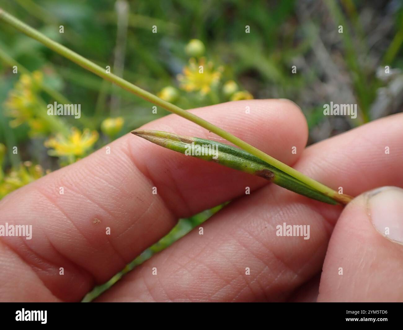alpine bistort (Bistorta vivipara Stock Photo - Alamy
