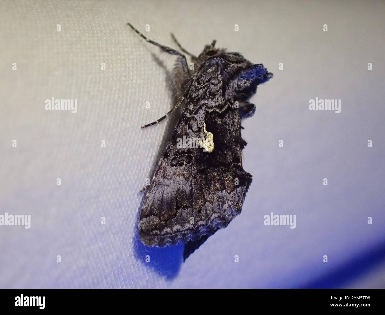 Plusiine Looper Moths (Plusiinae Stock Photo - Alamy