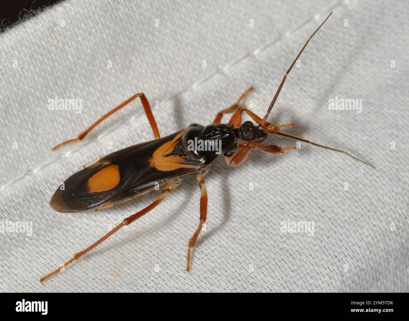 Hamatus hi-res stock photography and images - Alamy