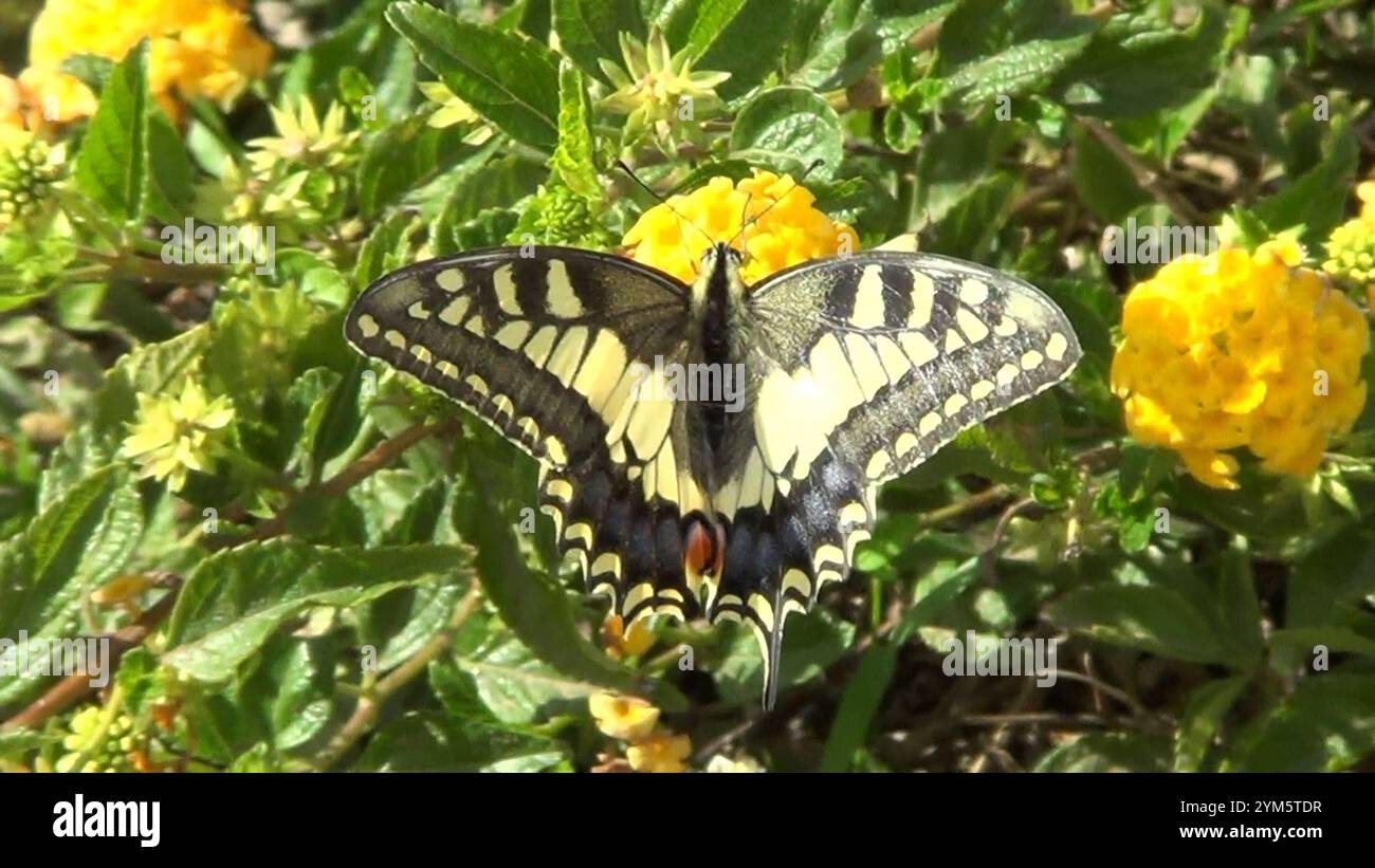 Old World Swallowtail (Papilio machaon Stock Photo - Alamy