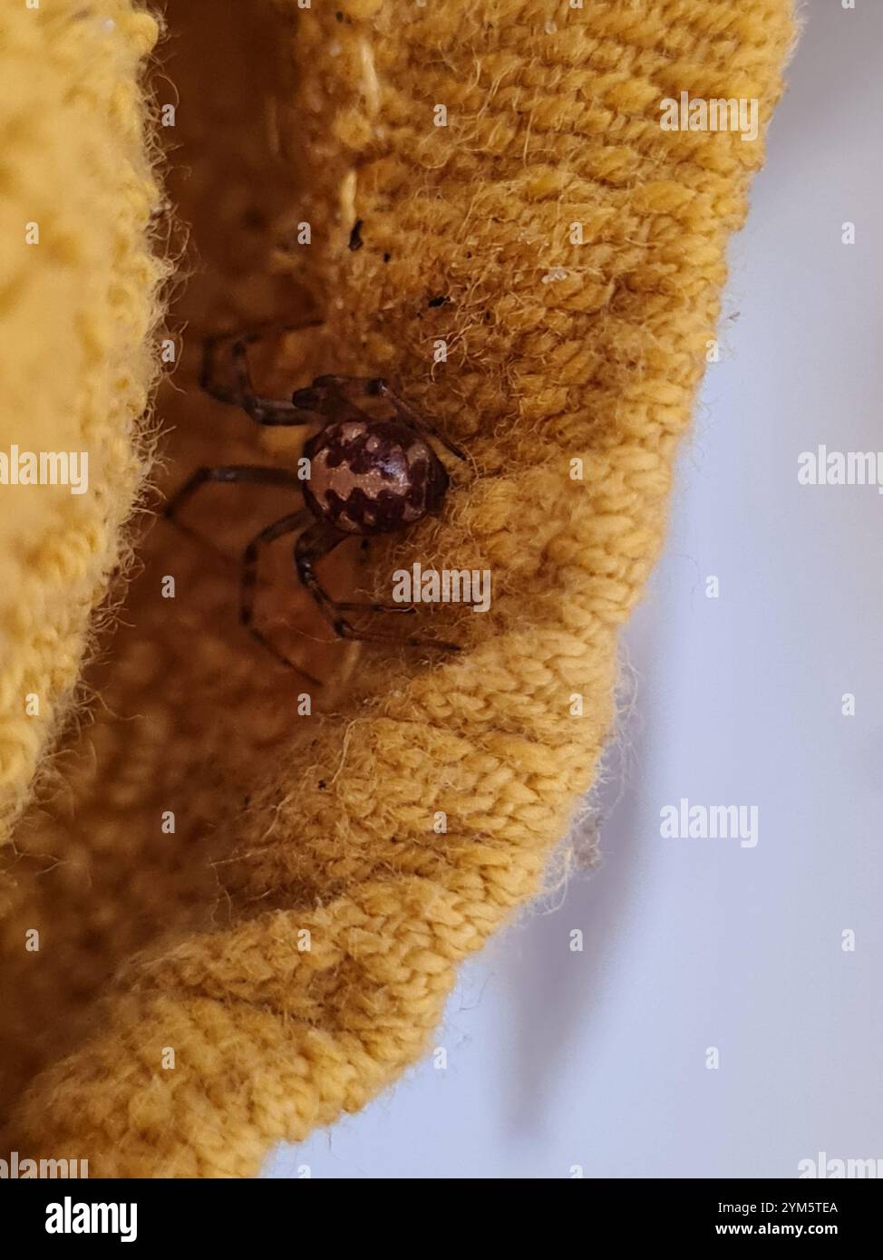 Triangulate Combfoot (Steatoda triangulosa Stock Photo - Alamy