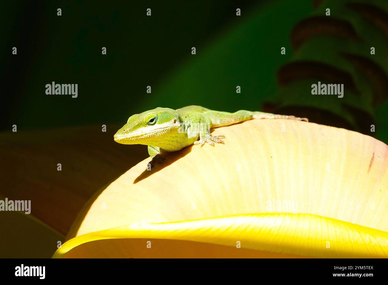 Beautiful green anole sitting on a banana tree Stock Photo - Alamy