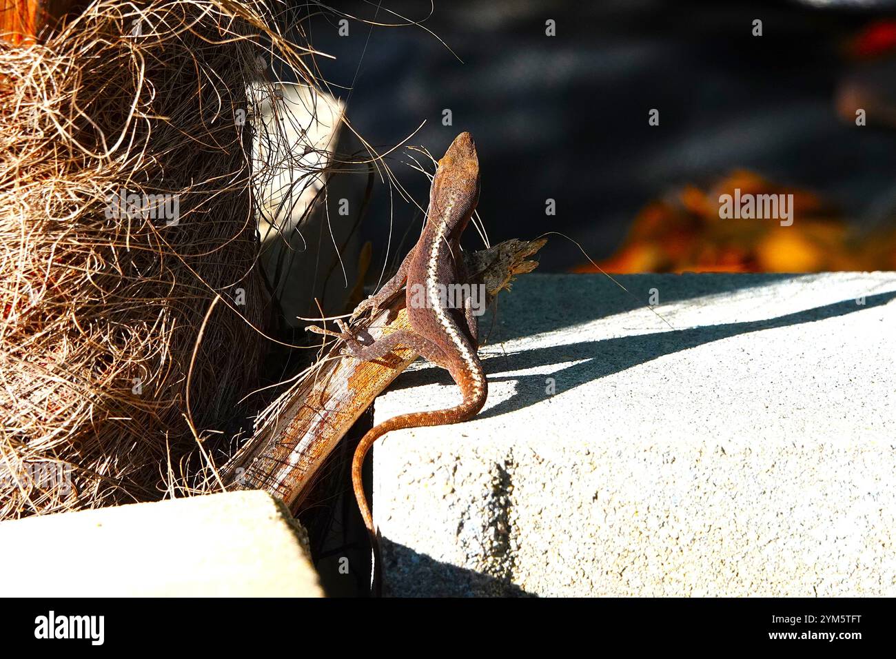 Beautiful lizard climbing a palm tree Stock Photo - Alamy