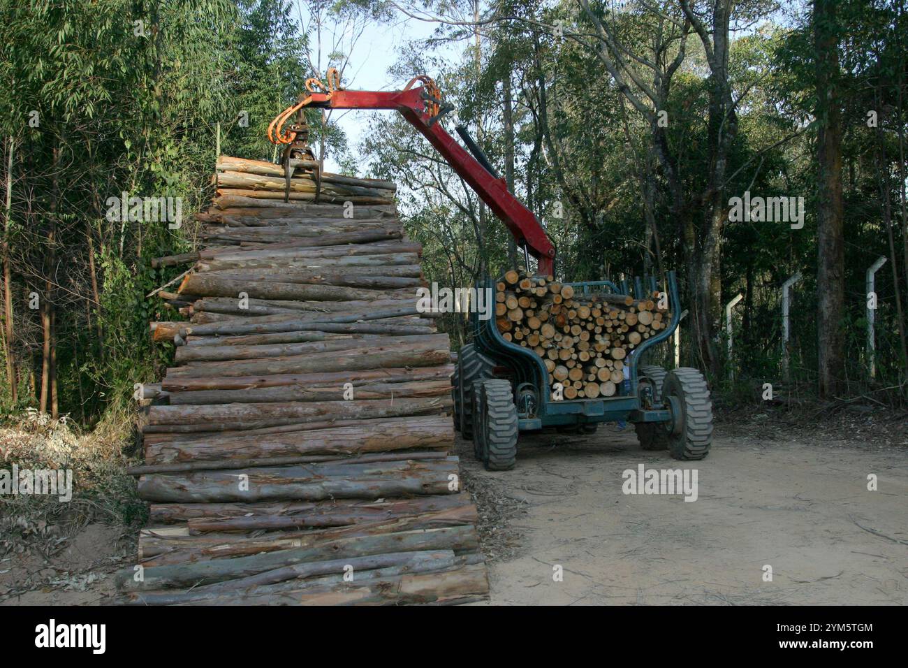 Mechanical arm loads eucalyptus log cart after harvest in the field ...