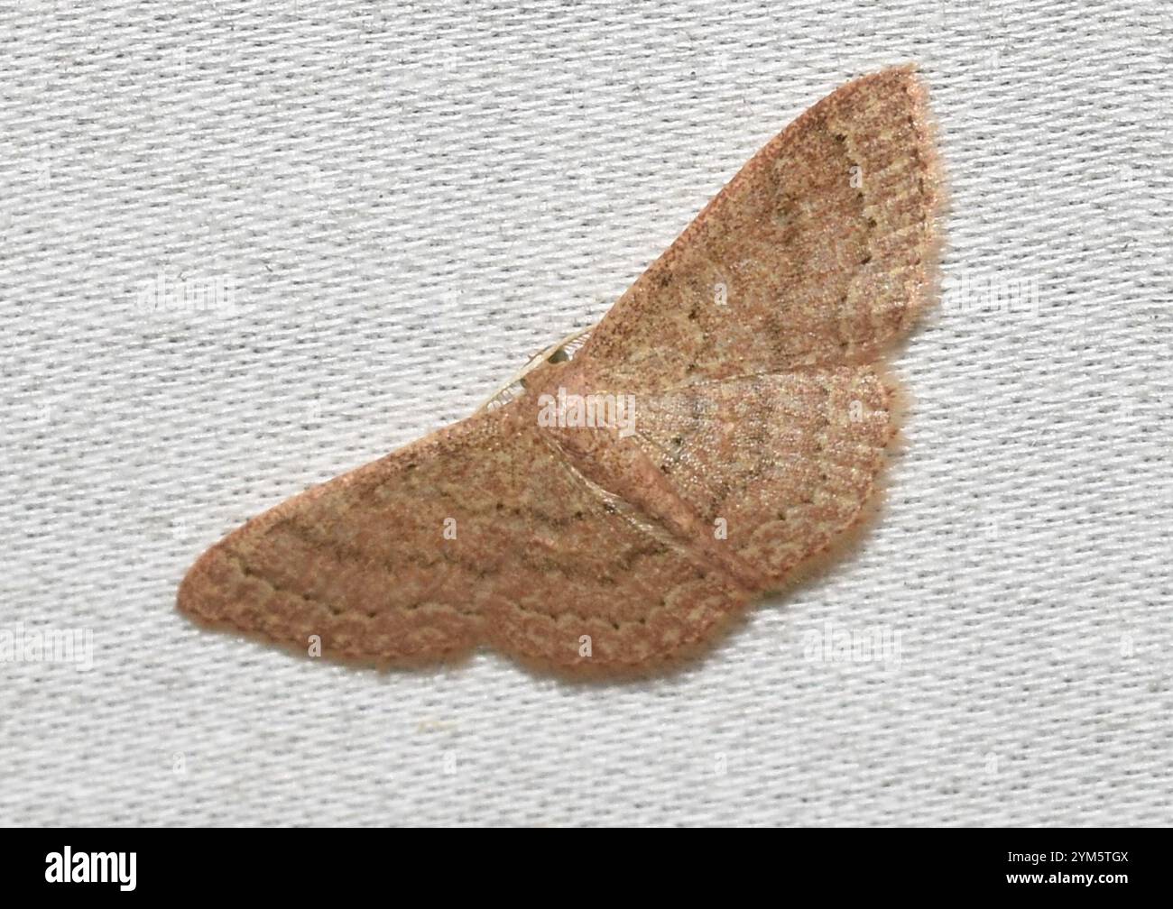 Common Tan Wave (Pleuroprucha insulsaria Stock Photo - Alamy
