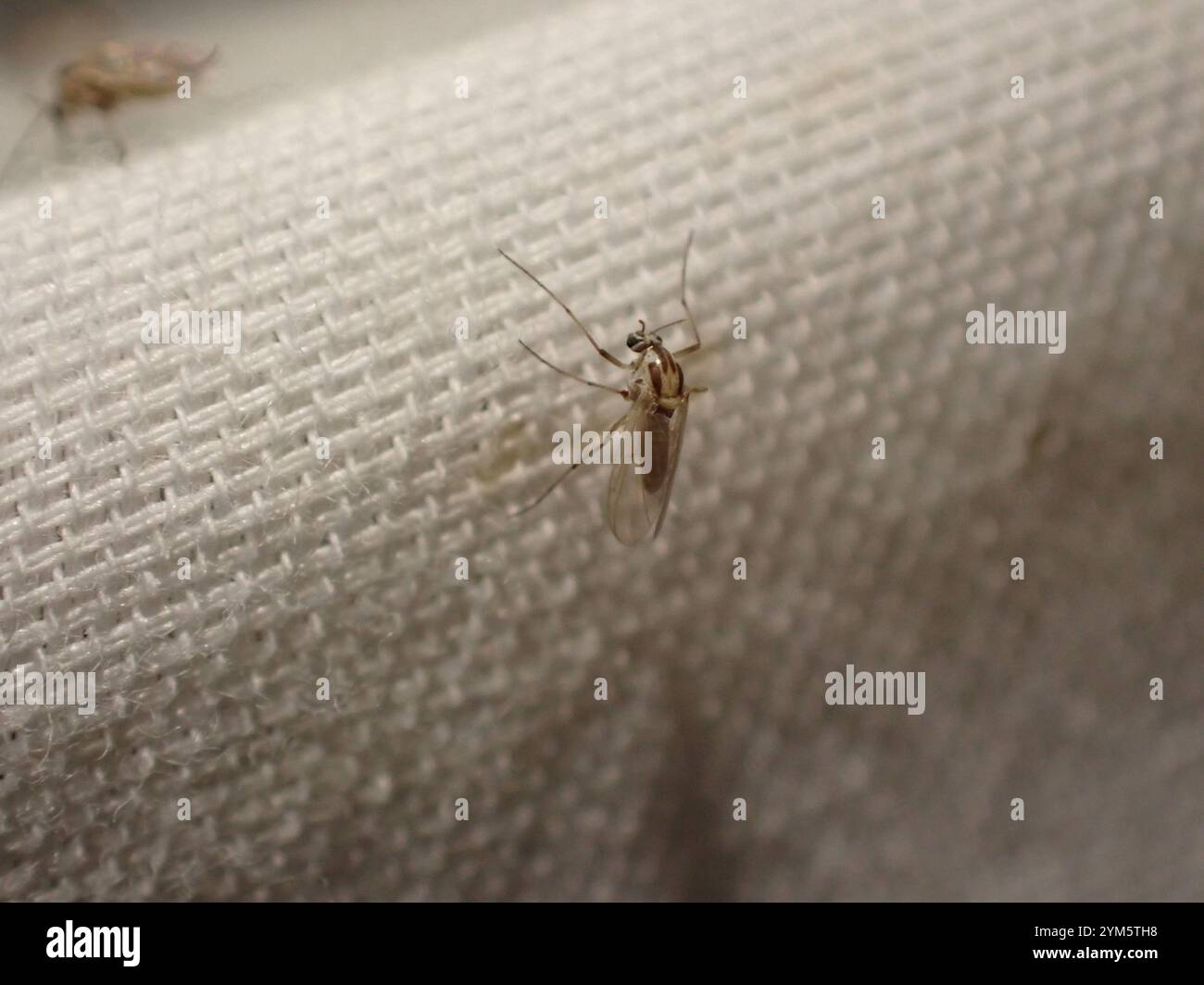 Non-biting Midges (Chironomidae Stock Photo - Alamy