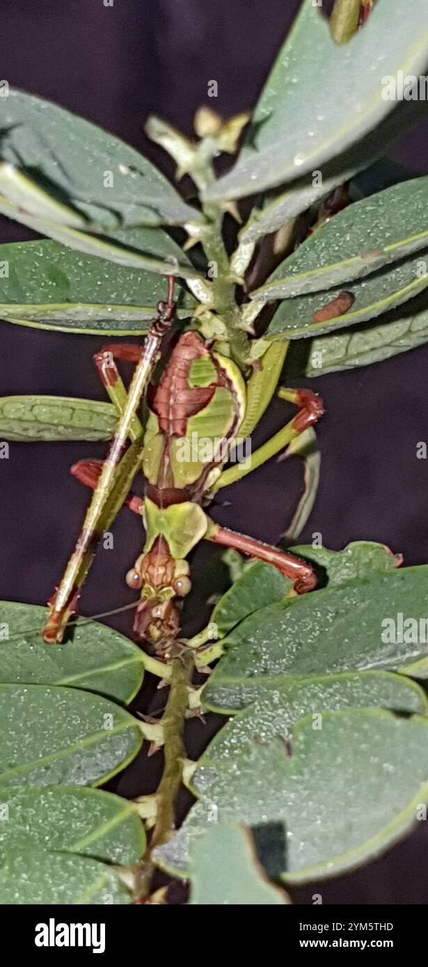 32-spotted Katydid (Ephippitytha trigintiduoguttata Stock Photo - Alamy