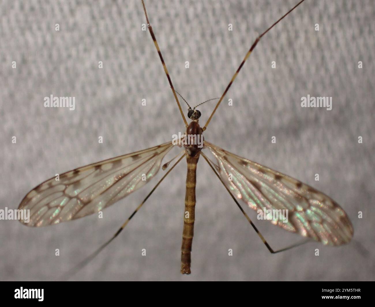 Crane Flies (Tipulomorpha Stock Photo - Alamy