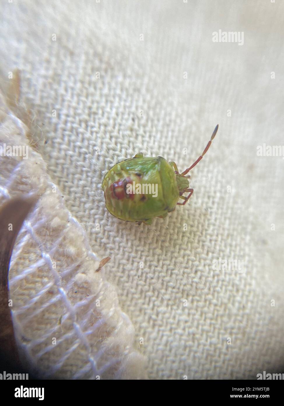 Red cross shield bug hi-res stock photography and images - Alamy