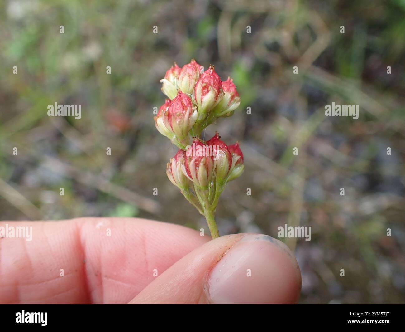 Sticky False Asphodel (Triantha glutinosa Stock Photo - Alamy