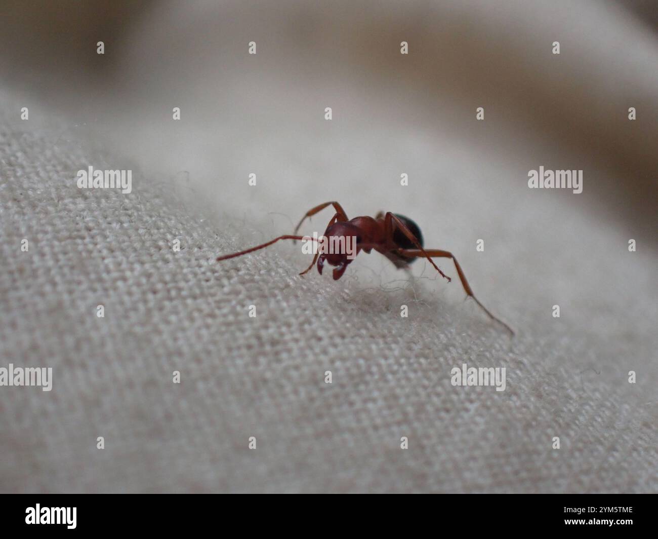 Wood, Mound, and Field Ants (Formica Stock Photo - Alamy