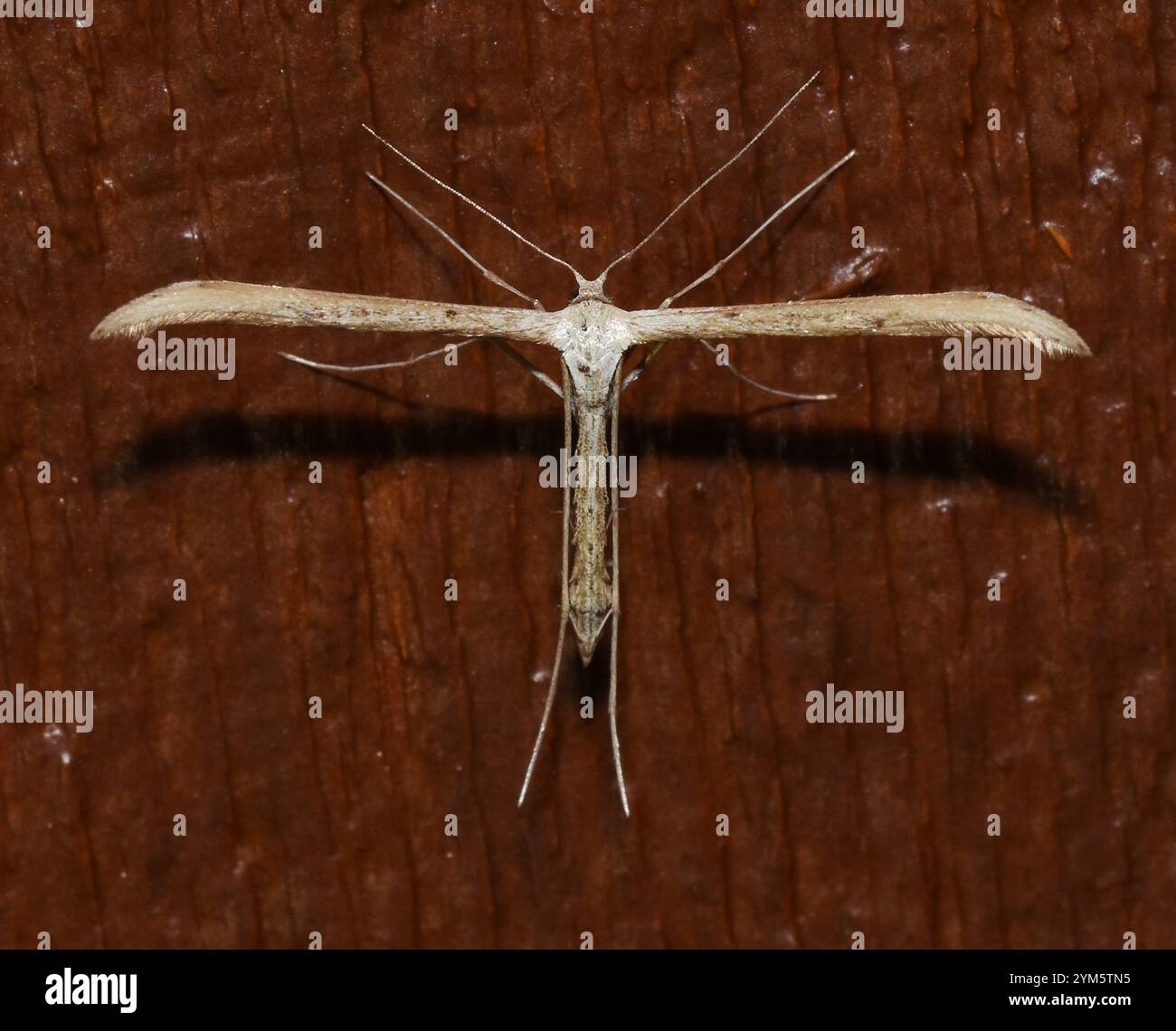 Morning-glory Plume Moth (Emmelina monodactyla Stock Photo - Alamy