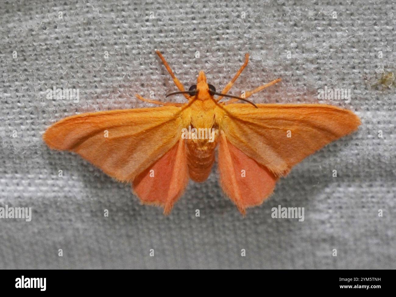 Orange Virbia Moth (Virbia aurantiaca Stock Photo - Alamy