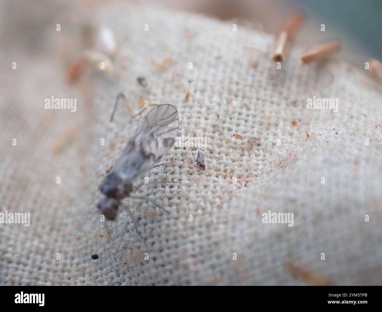 Common Barklice (Psocidae Stock Photo - Alamy