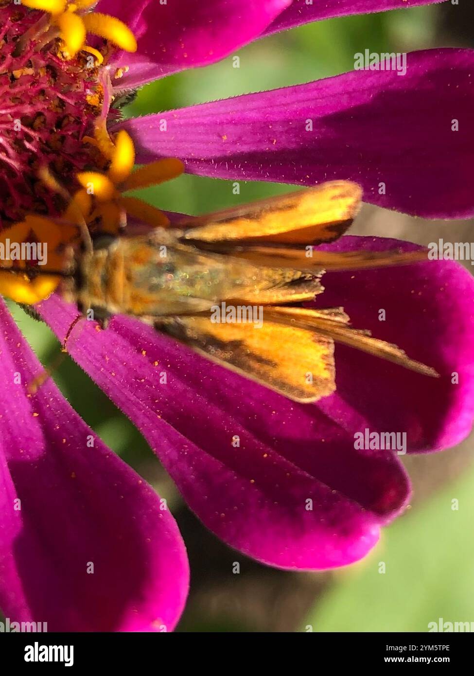 Fiery Skipper (Hylephila phyleus Stock Photo - Alamy