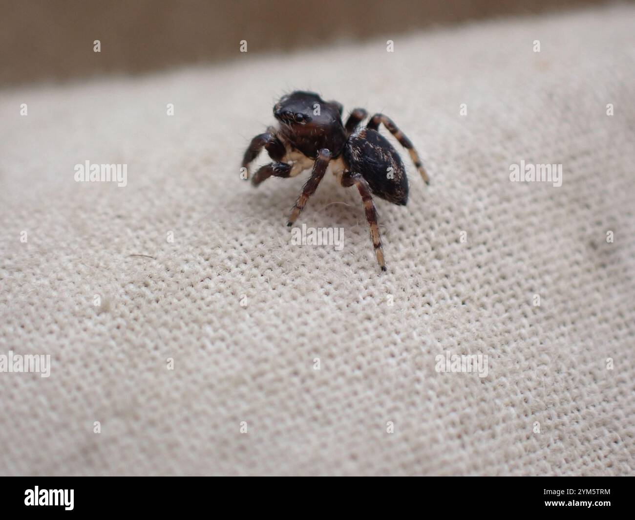 Jumping Spiders (Salticidae Stock Photo - Alamy