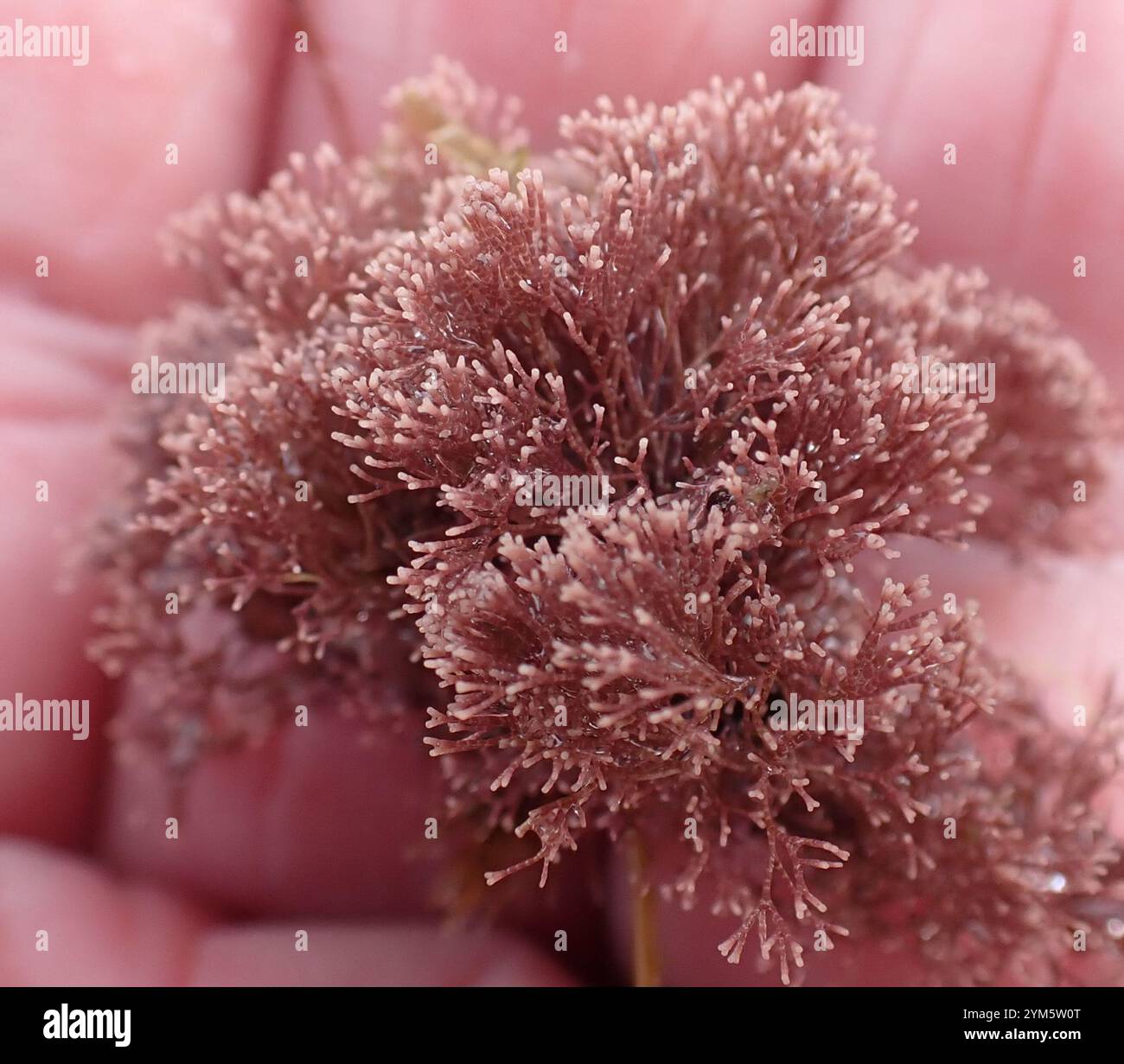 Red coralline algae hi-res stock photography and images - Alamy