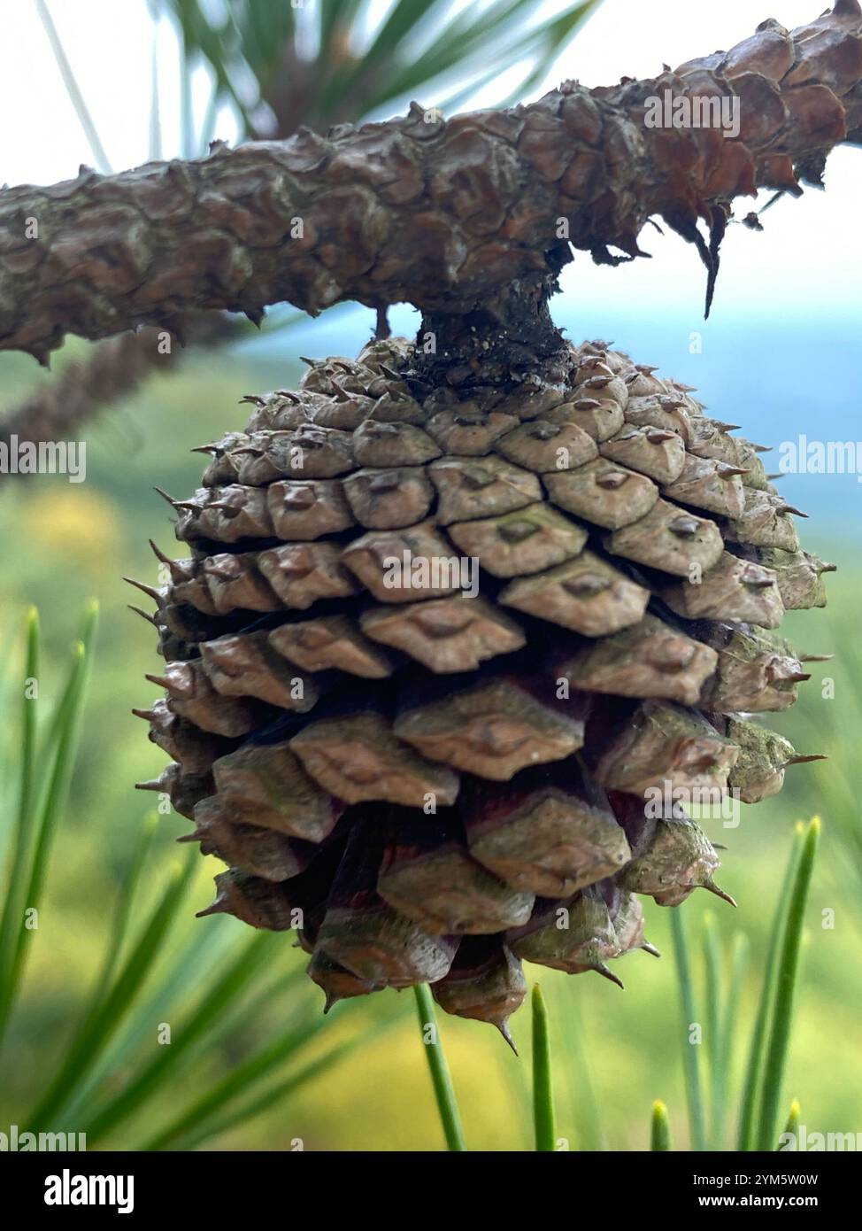 pitch pine (Pinus rigida Stock Photo - Alamy