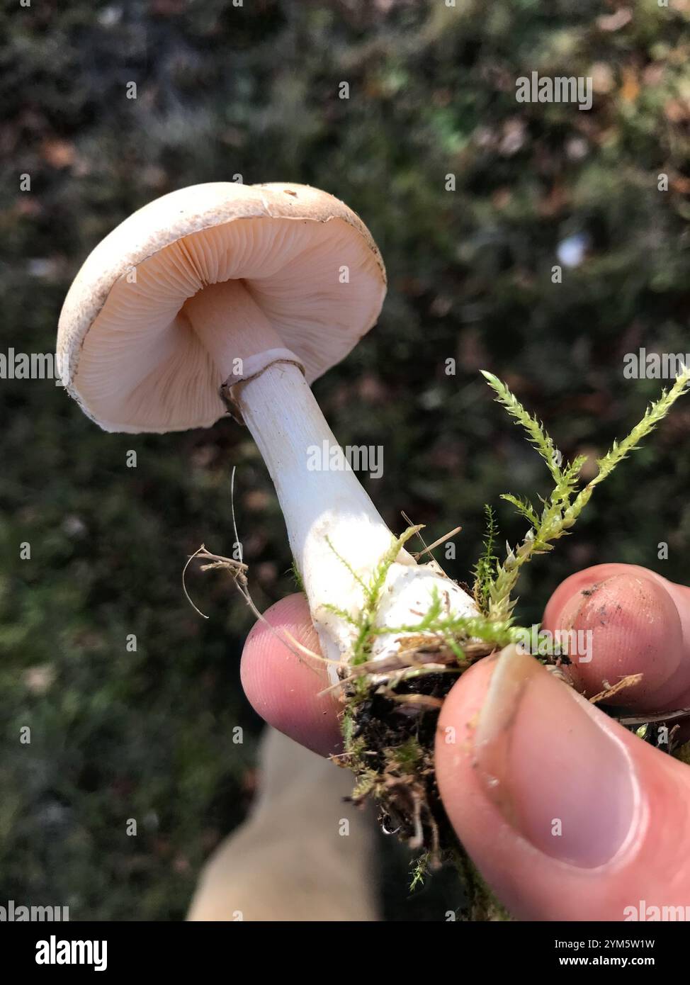 White Dapperling (Leucoagaricus leucothites Stock Photo - Alamy