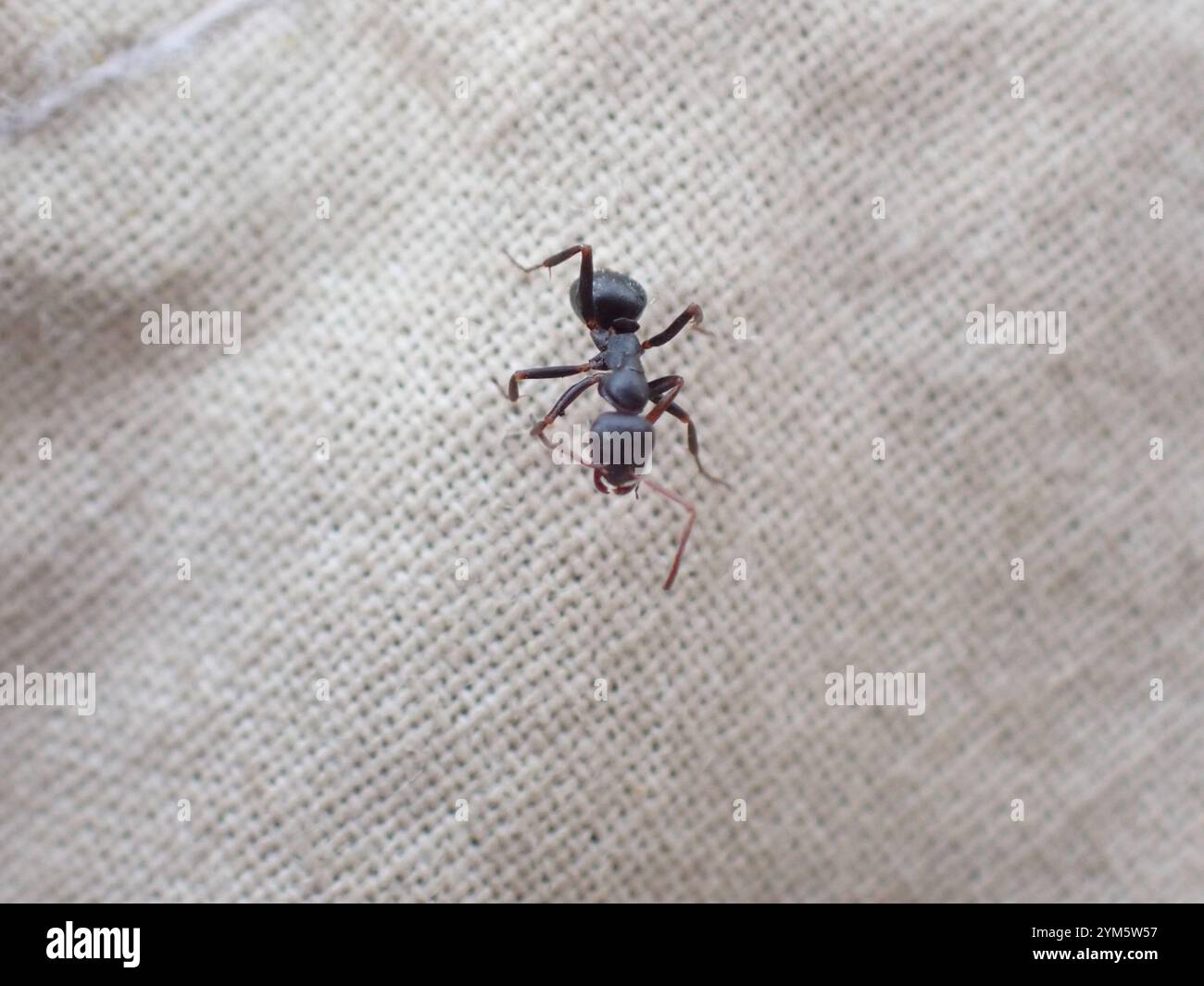 fusca-group Field Ants and Allies (Formica fusca Stock Photo - Alamy