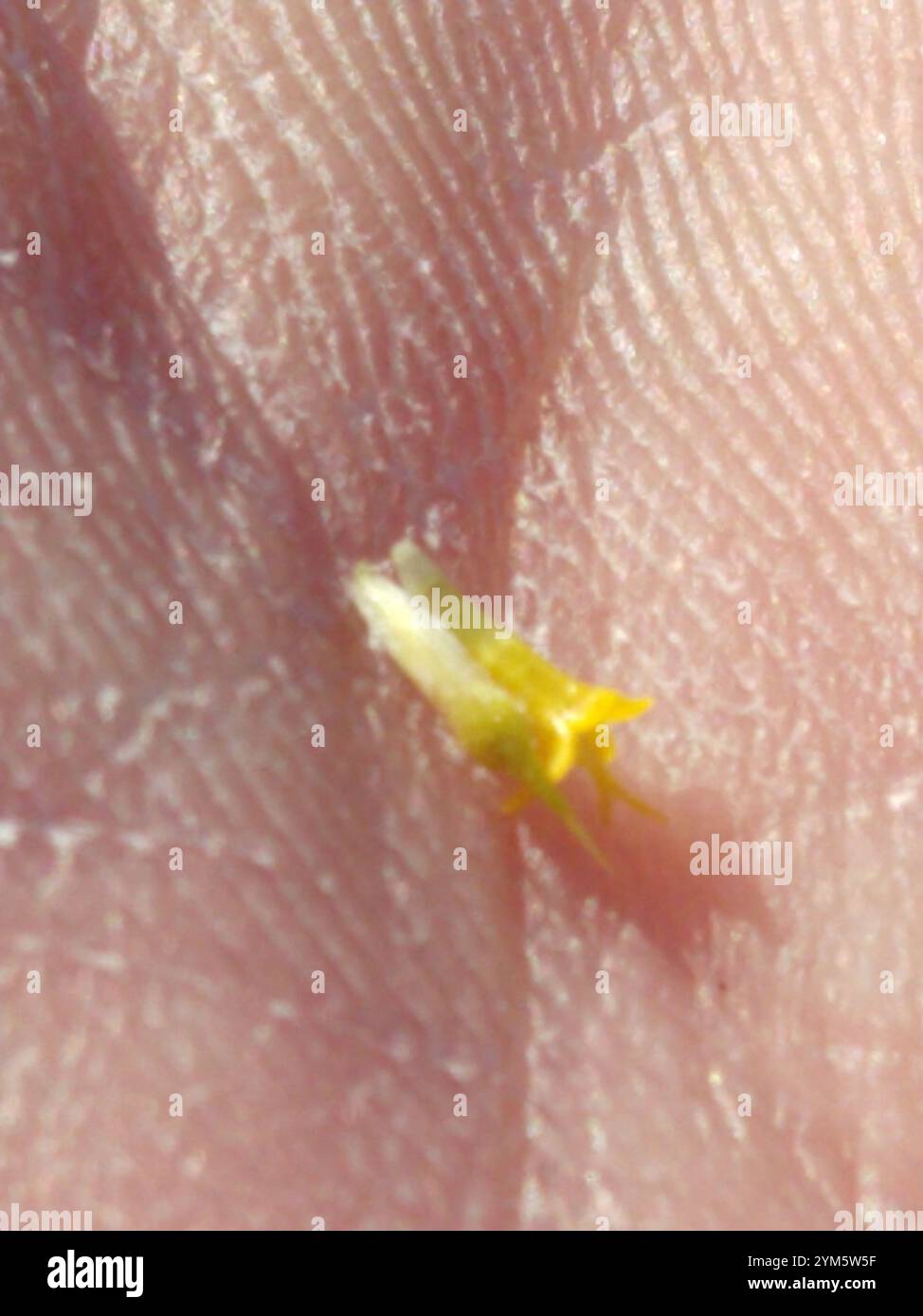 Common Spikeweed (Centromadia pungens pungens Stock Photo - Alamy