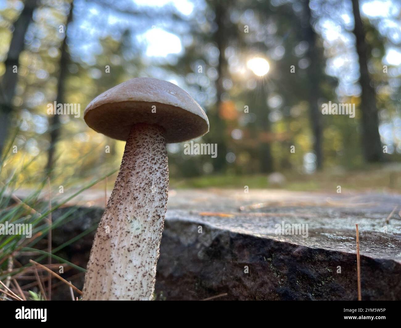 Ghost bolete hi-res stock photography and images - Alamy