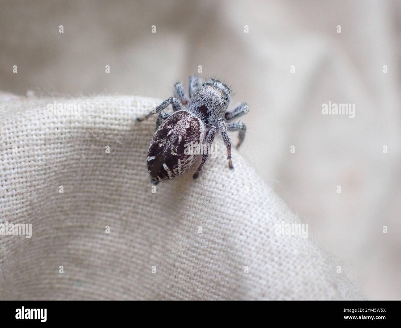 Bronze Jumping Spider (Eris militaris Stock Photo - Alamy