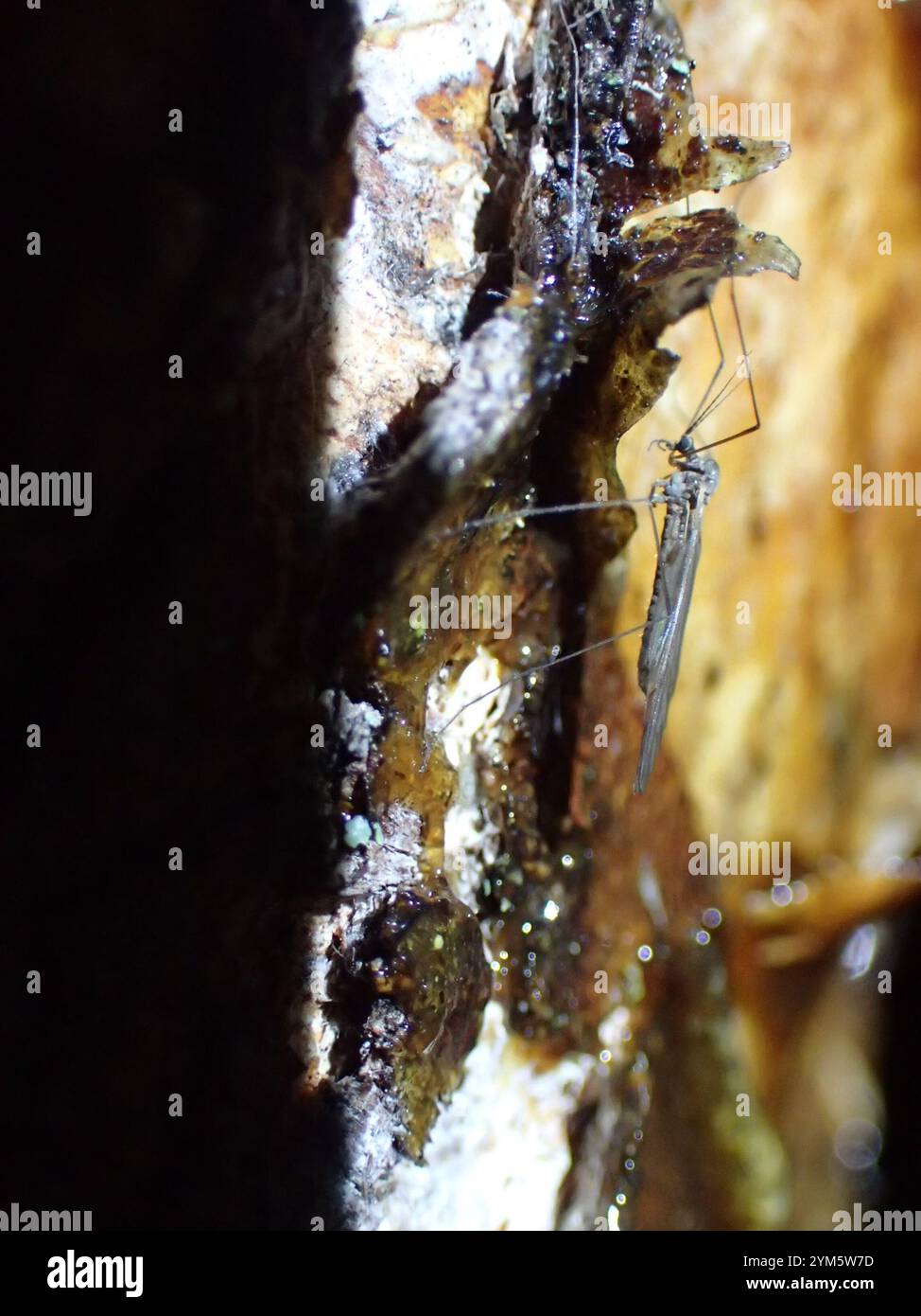 Trichocera hi-res stock photography and images - Alamy
