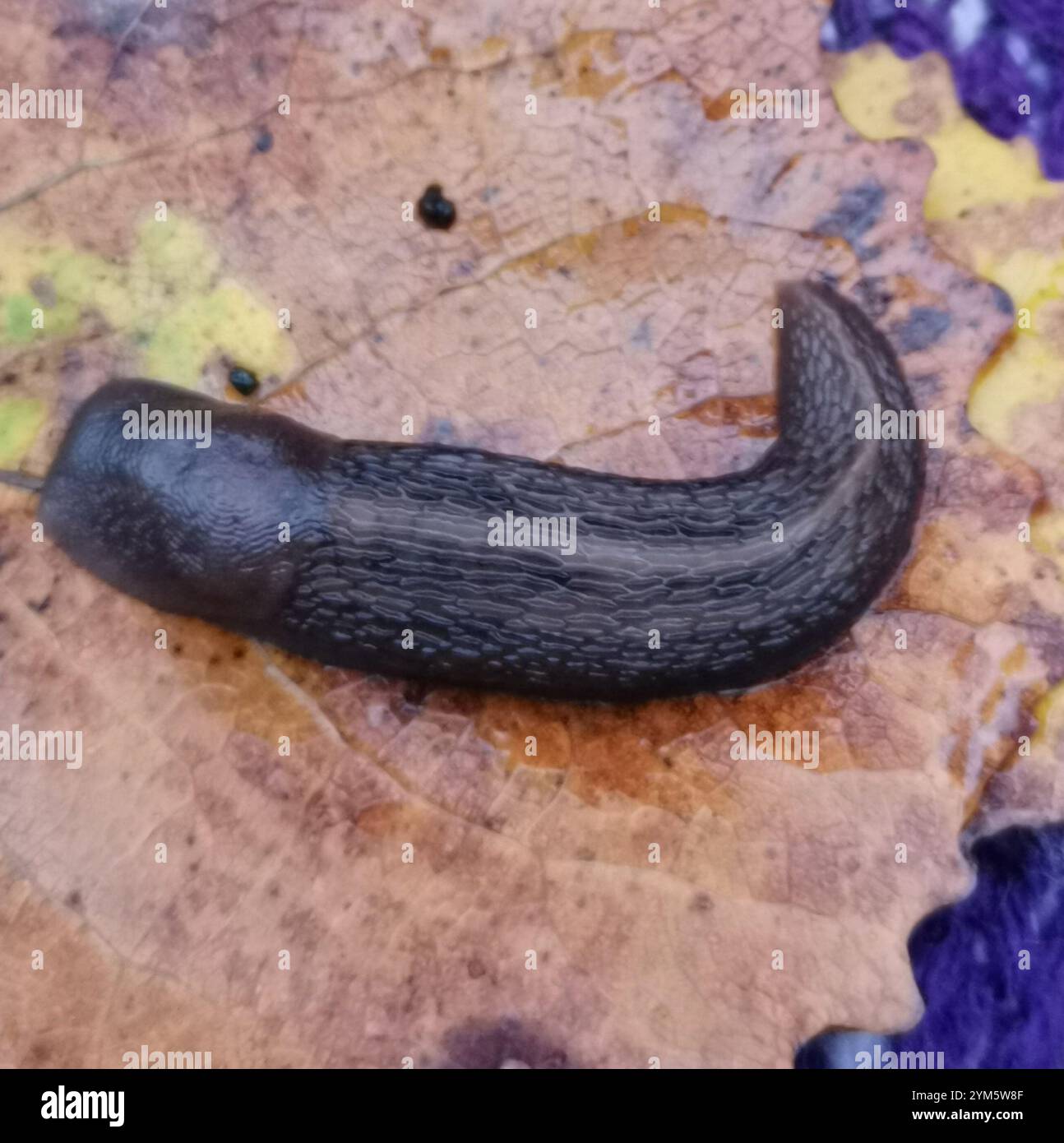 Ash-black Slug (Limax cinereoniger Stock Photo - Alamy