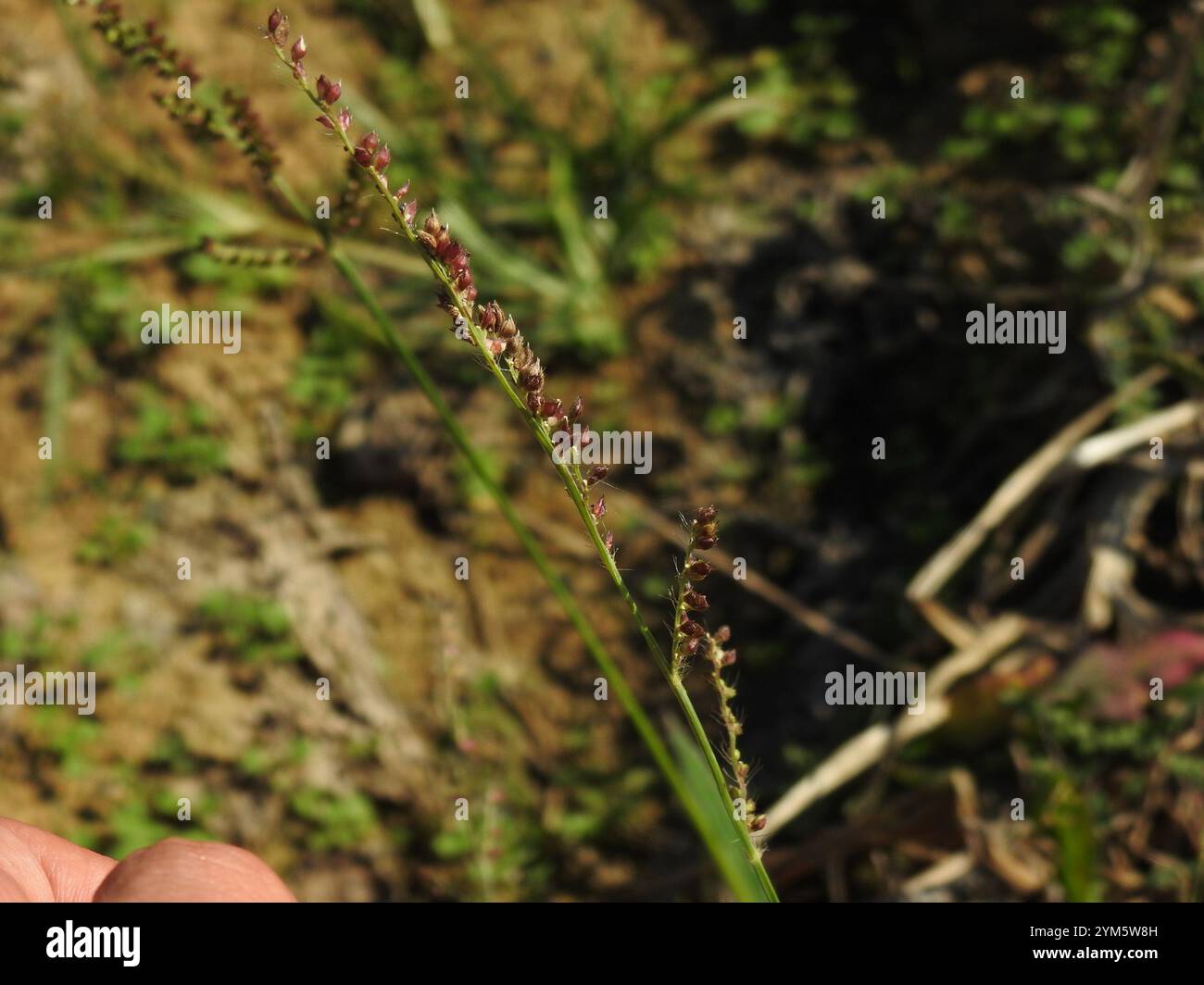 Barnyard Grasses (Echinochloa Stock Photo - Alamy