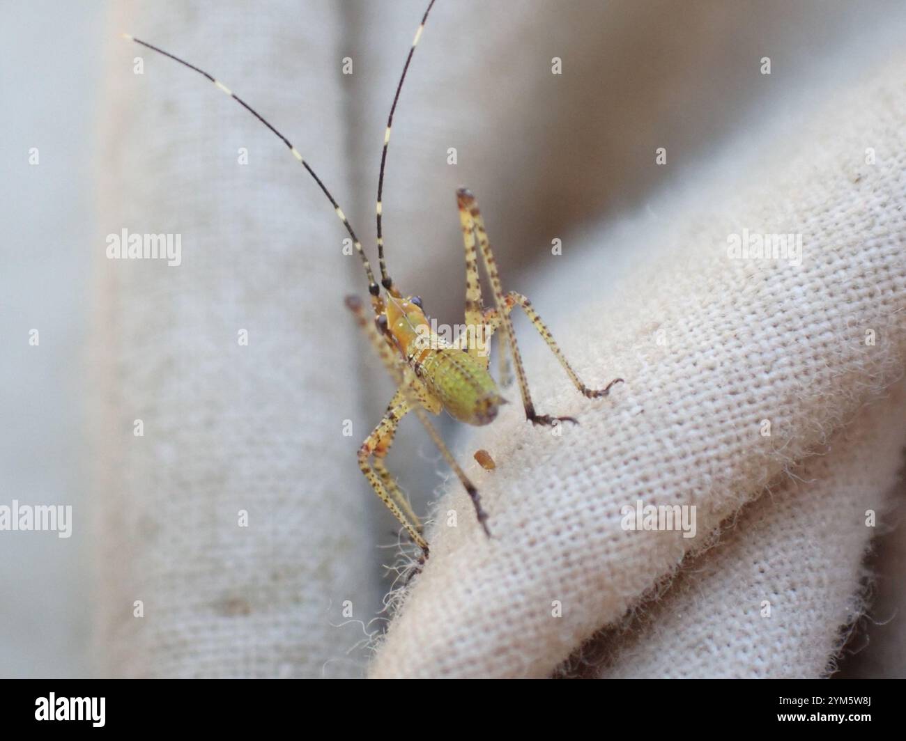 Fork-tailed Bush Katydid (Scudderia furcata Stock Photo - Alamy