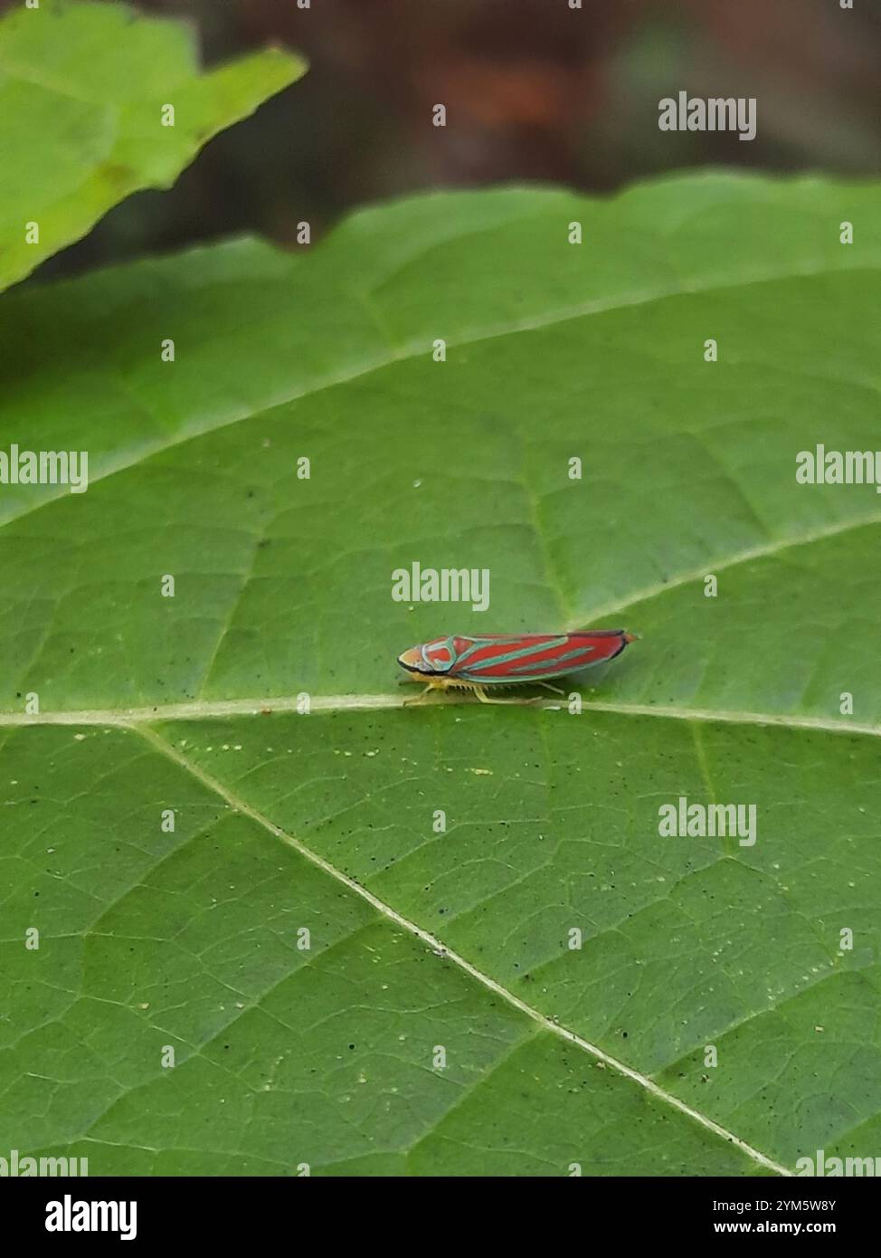 Red-banded Leafhopper (Graphocephala coccinea Stock Photo - Alamy