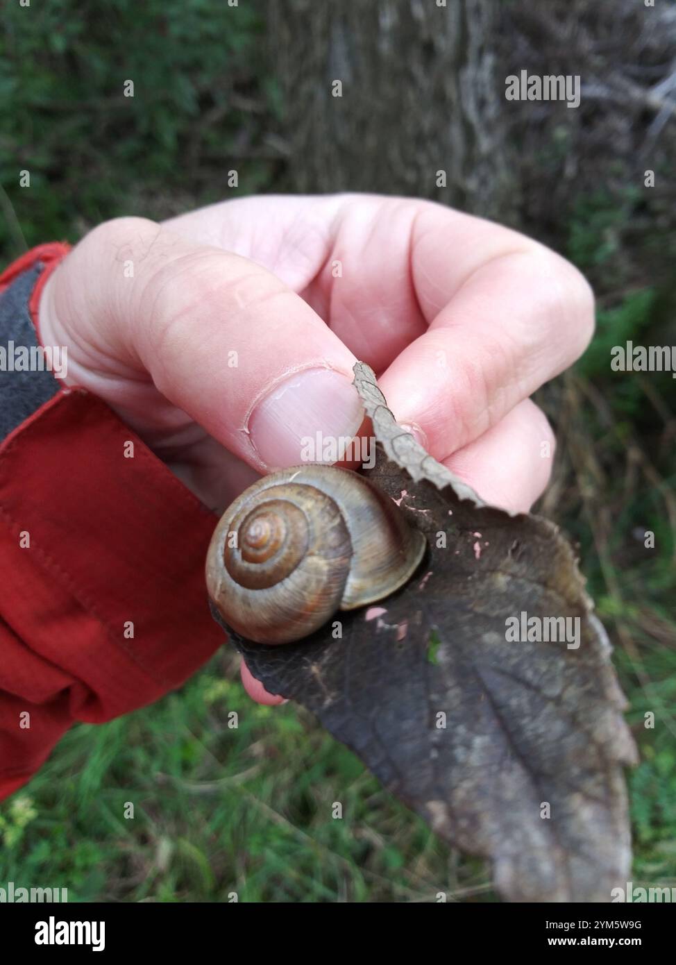 Broad-banded Forestsnail (Allogona profunda Stock Photo - Alamy