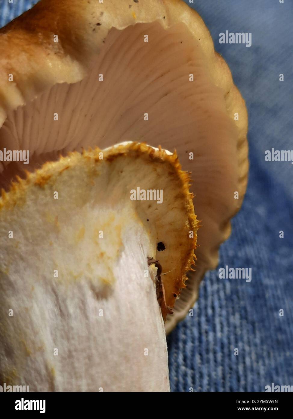 honey mushrooms (Armillaria Stock Photo - Alamy
