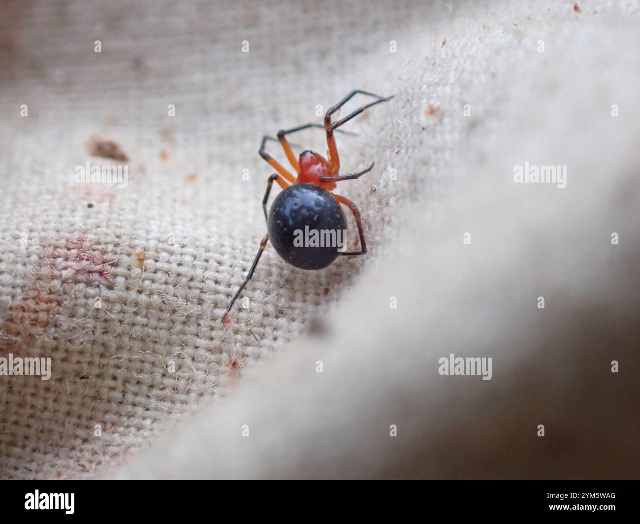 Sheetweb and Dwarf Weavers (Linyphiidae Stock Photo - Alamy