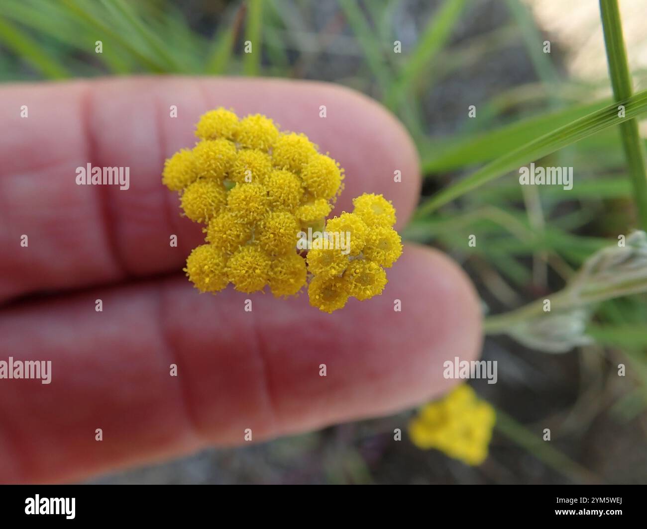 Golden Everlasting (Helichrysum aureonitens Stock Photo - Alamy