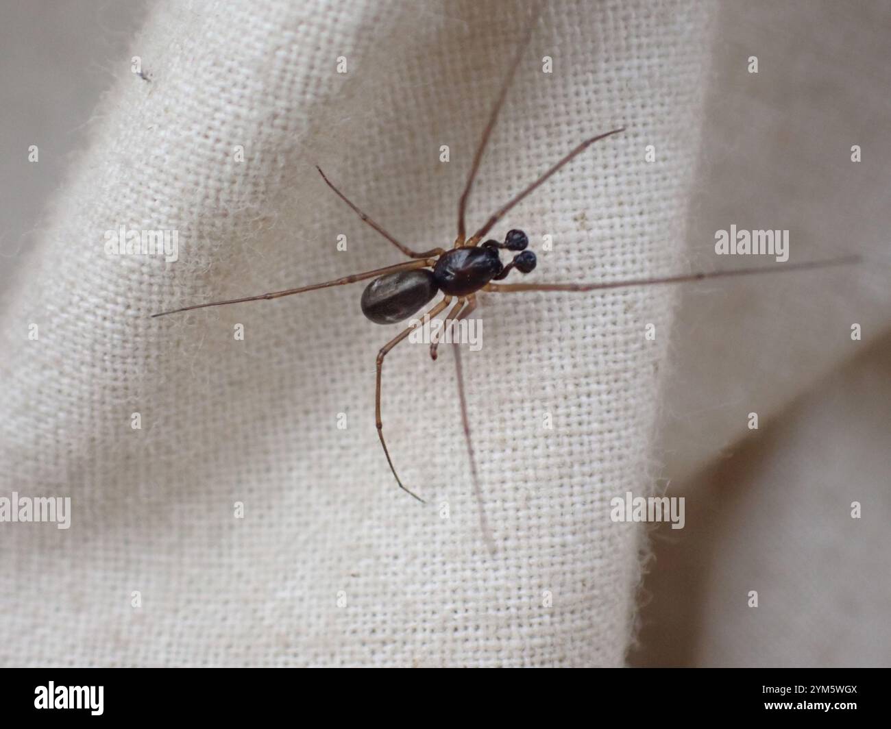 Sheetweb and Dwarf Weavers (Linyphiidae Stock Photo - Alamy