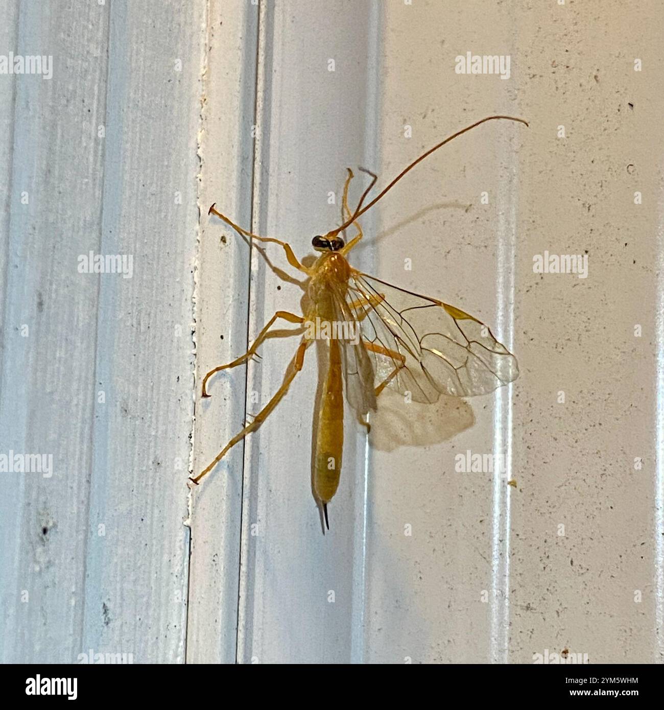 Ichneumonid Wasps (Ichneumonidae Stock Photo - Alamy