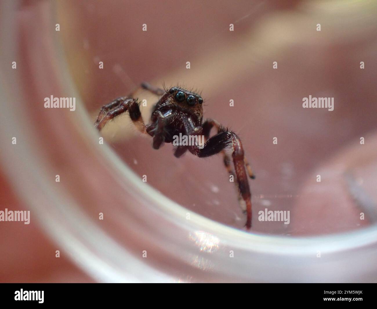 Bronze Jumping Spider (Eris militaris Stock Photo - Alamy