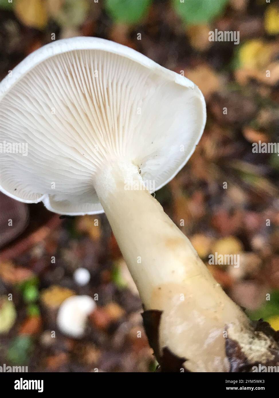 Fragrant Funnel (Clitocybe fragrans Stock Photo - Alamy