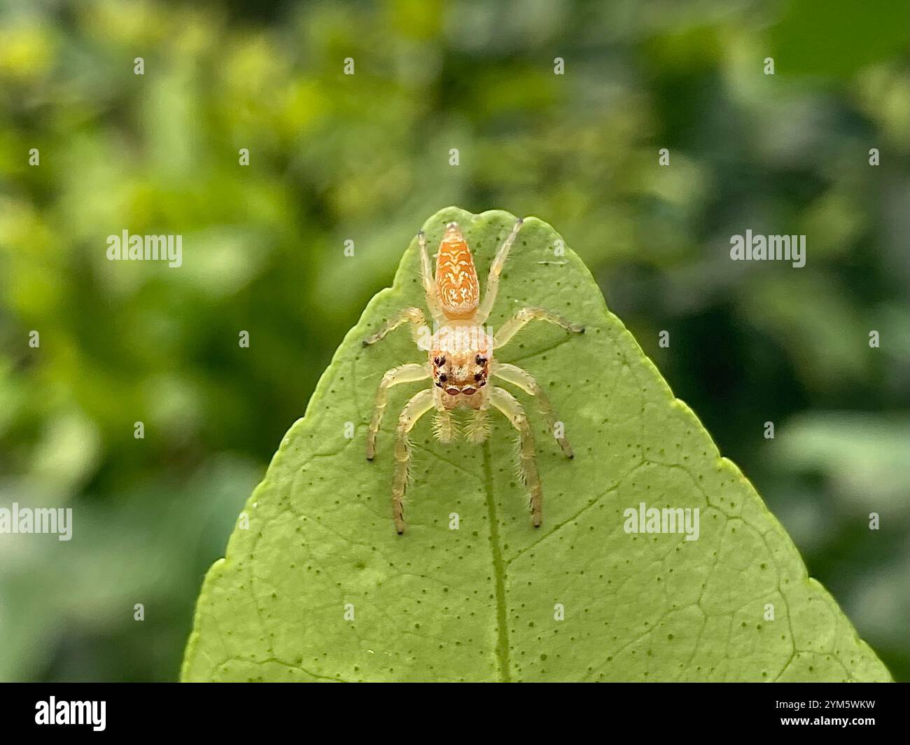 Massive Garden Jumping Spider (Opisthoncus quadratarius Stock Photo - Alamy