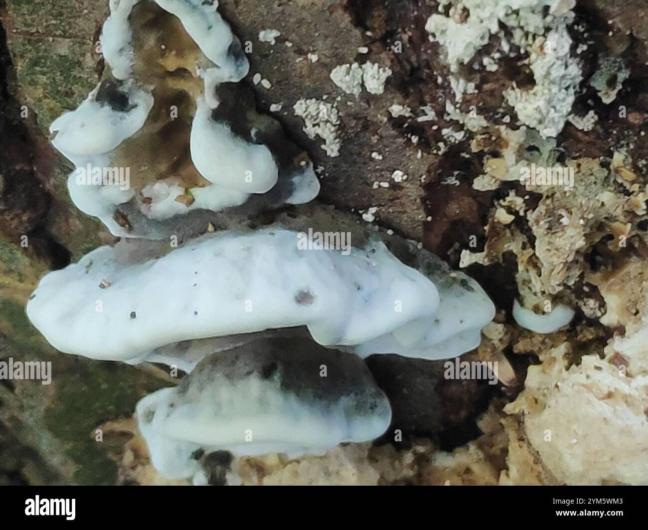 Blue Cheese Polypore (Cyanosporus caesius Stock Photo - Alamy